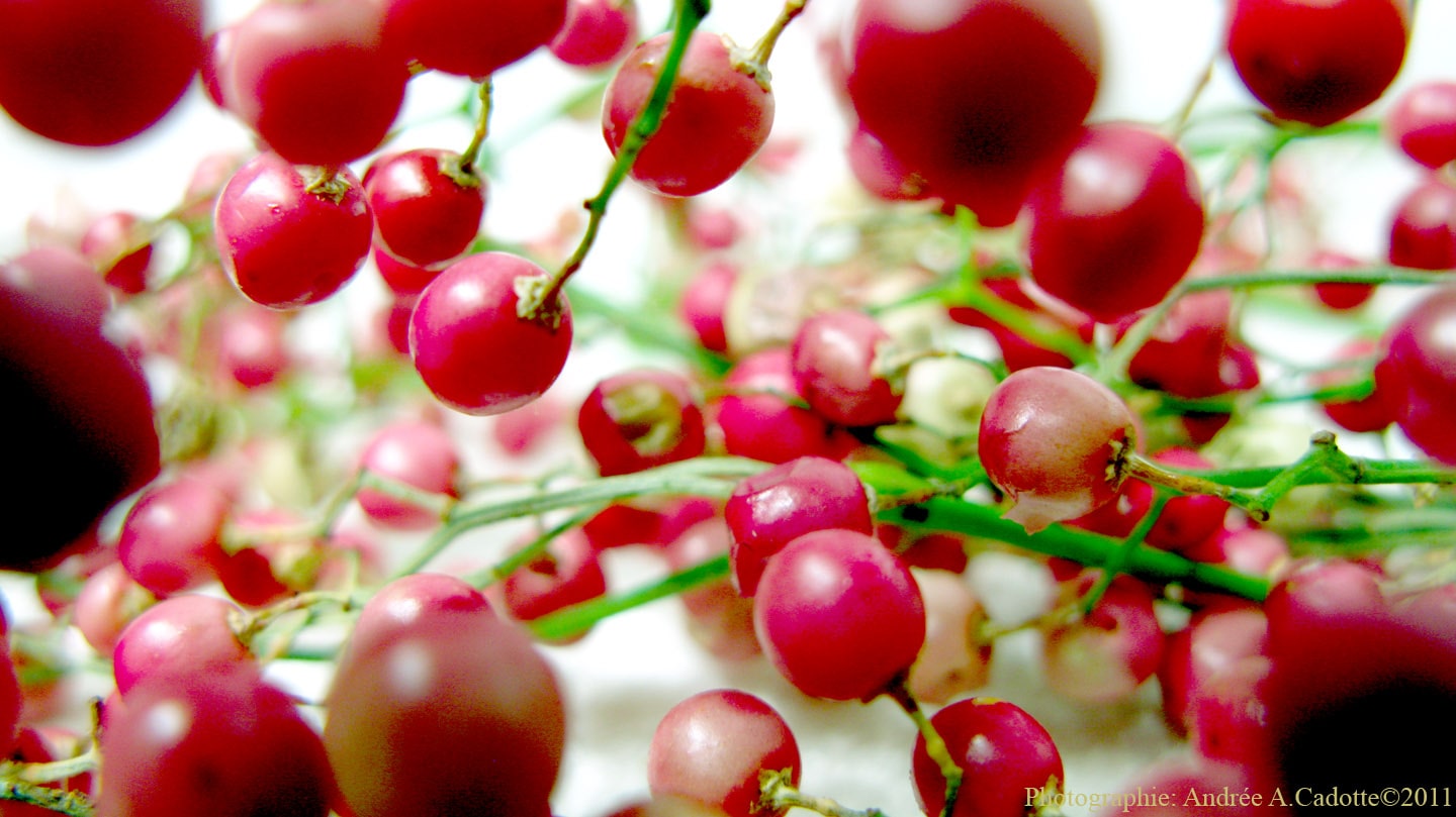 Huile essentielle 100% pure et naturelle | Poivre rose | ZAYAT AROMA