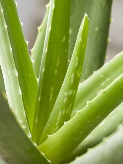 Huiles essentielles biologiques et diffuseurs | ZAYAT AROMA