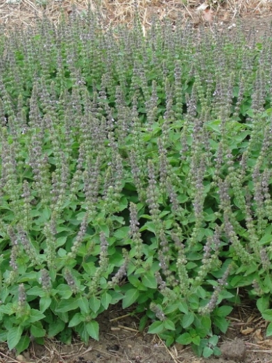 Huiles essentielles | ZAYAT AROMA INC